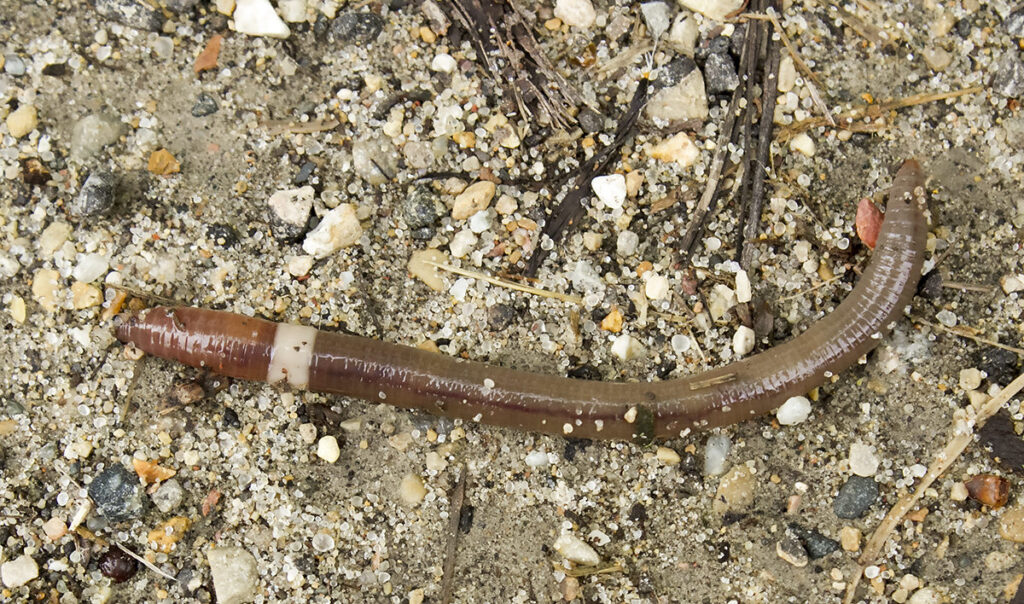 Crazy Worm En Colorado Amenaza El Suelo